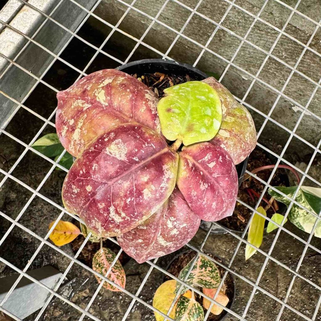 Hoya Mitrata Red Round Leaf – Kamleplants.com