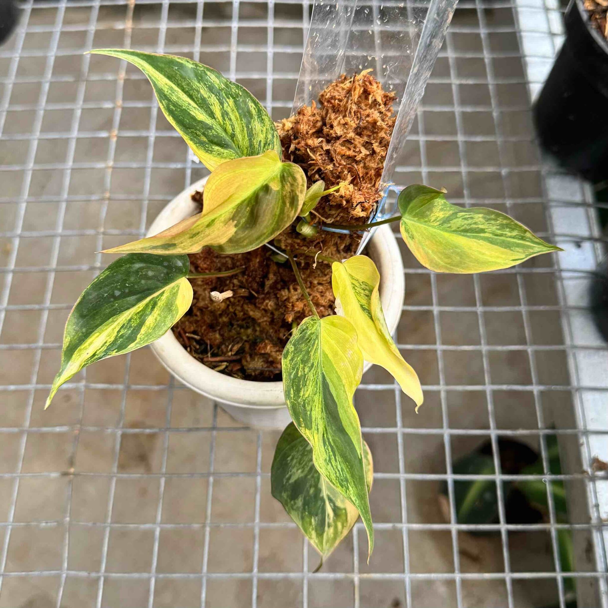 Philodendron Micans Aurea Variegated – Kamleplants.com