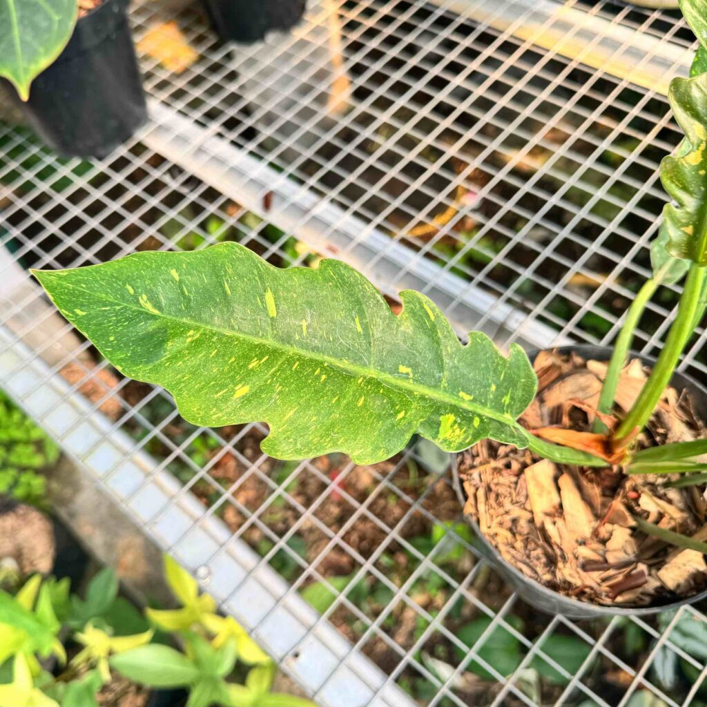 Philodendron Ring Of Fire Variegated – Kamleplants.com