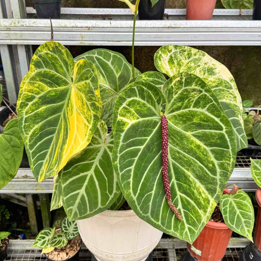 Mother Plants Anthurium Magna Variegated (Magnificum x Silver ...