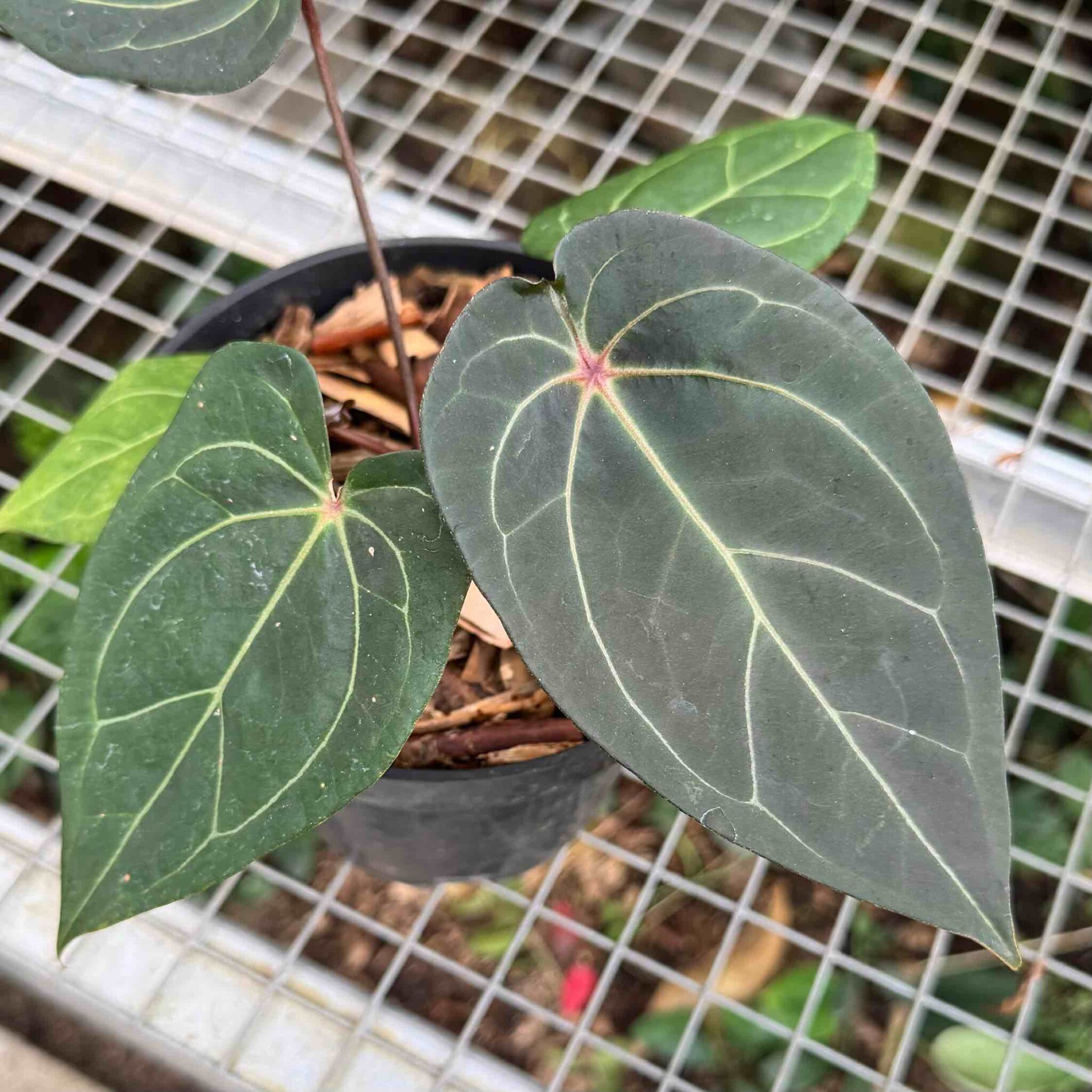 Anthurium Red Spider – Kamleplants.com