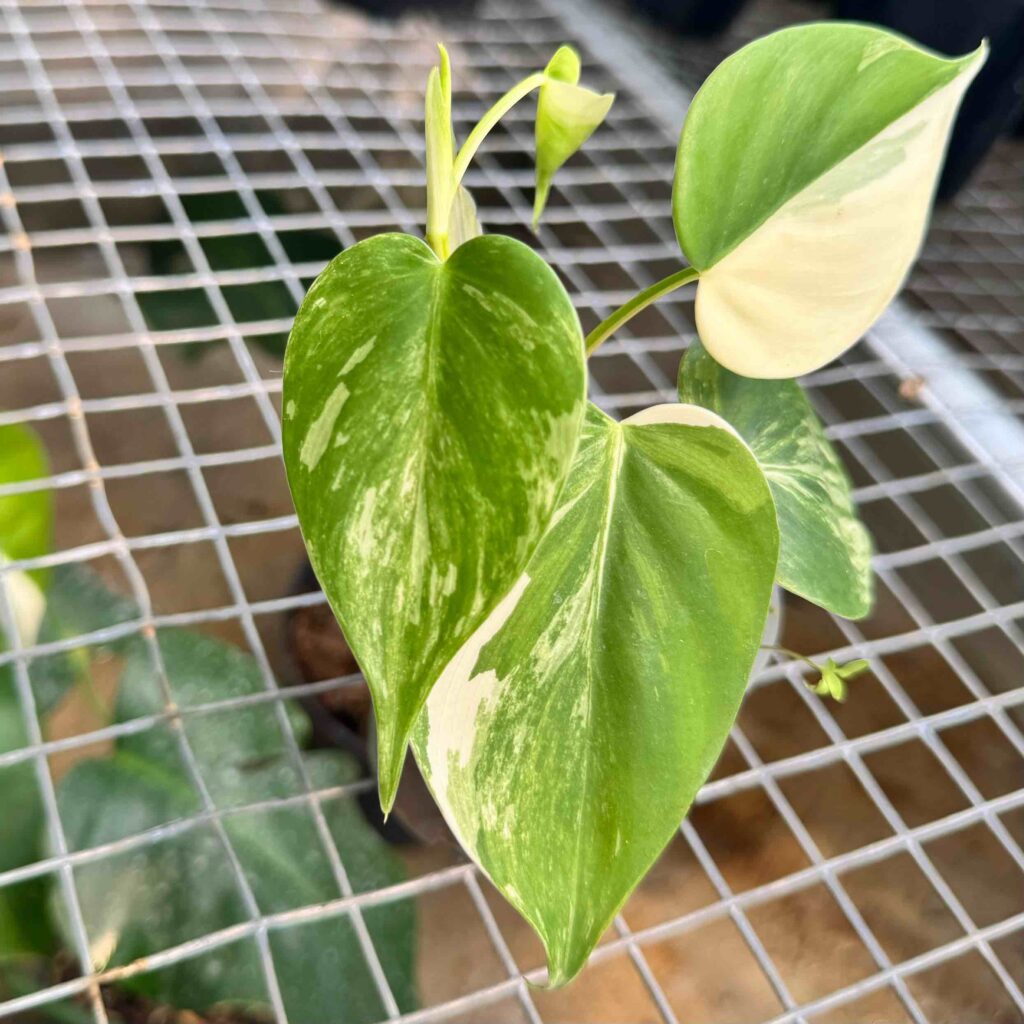 Philodendron Haderaceum Albo Variegata (4-6 Leaves) – Kamleplants.com