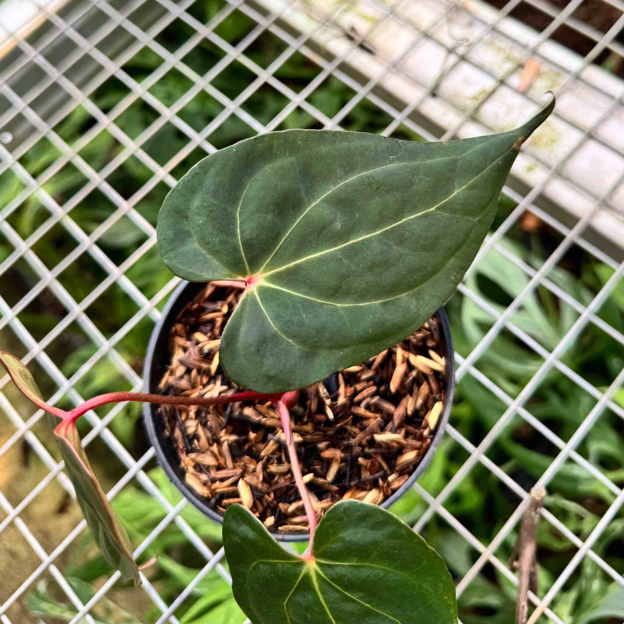 Anthurium Blue Papi X One (Red And Dark Colour Combination ...