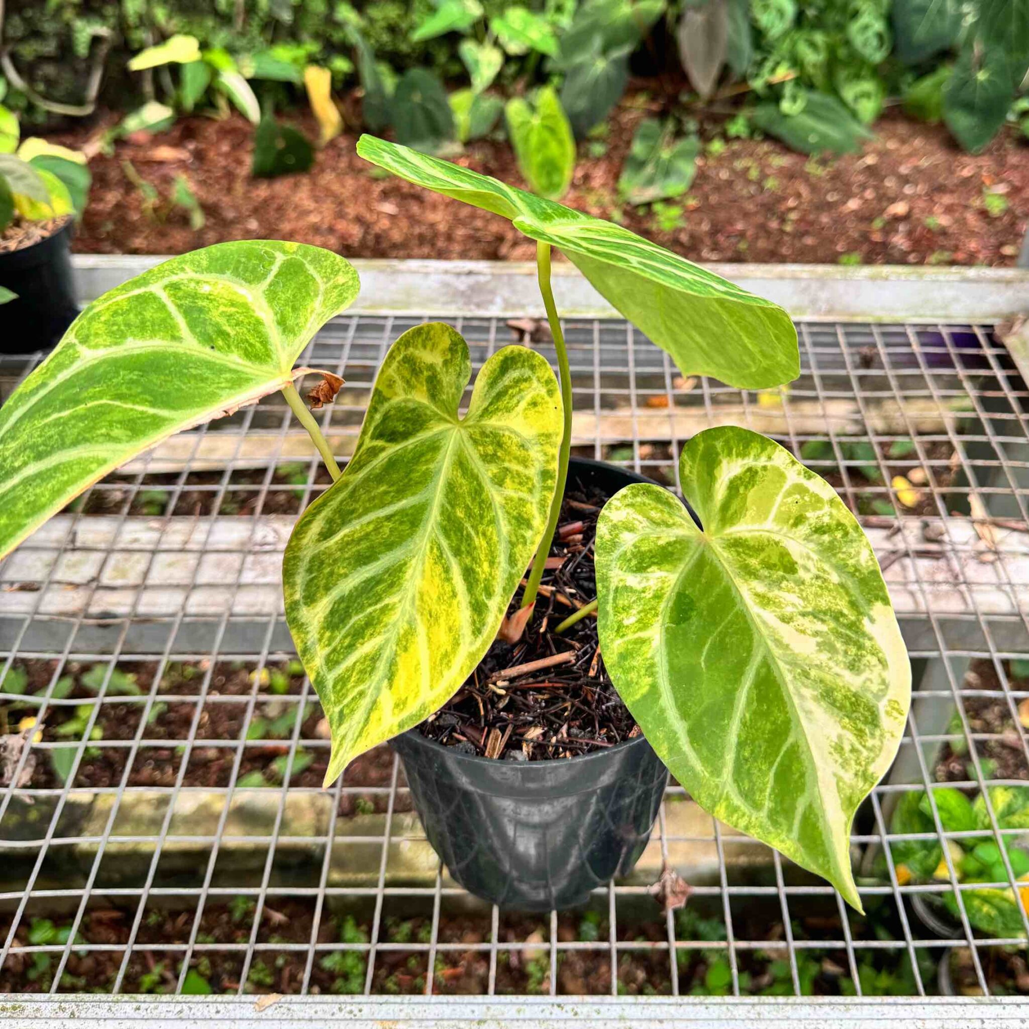 Anthurium Magna Variegated – Kamleplants.com