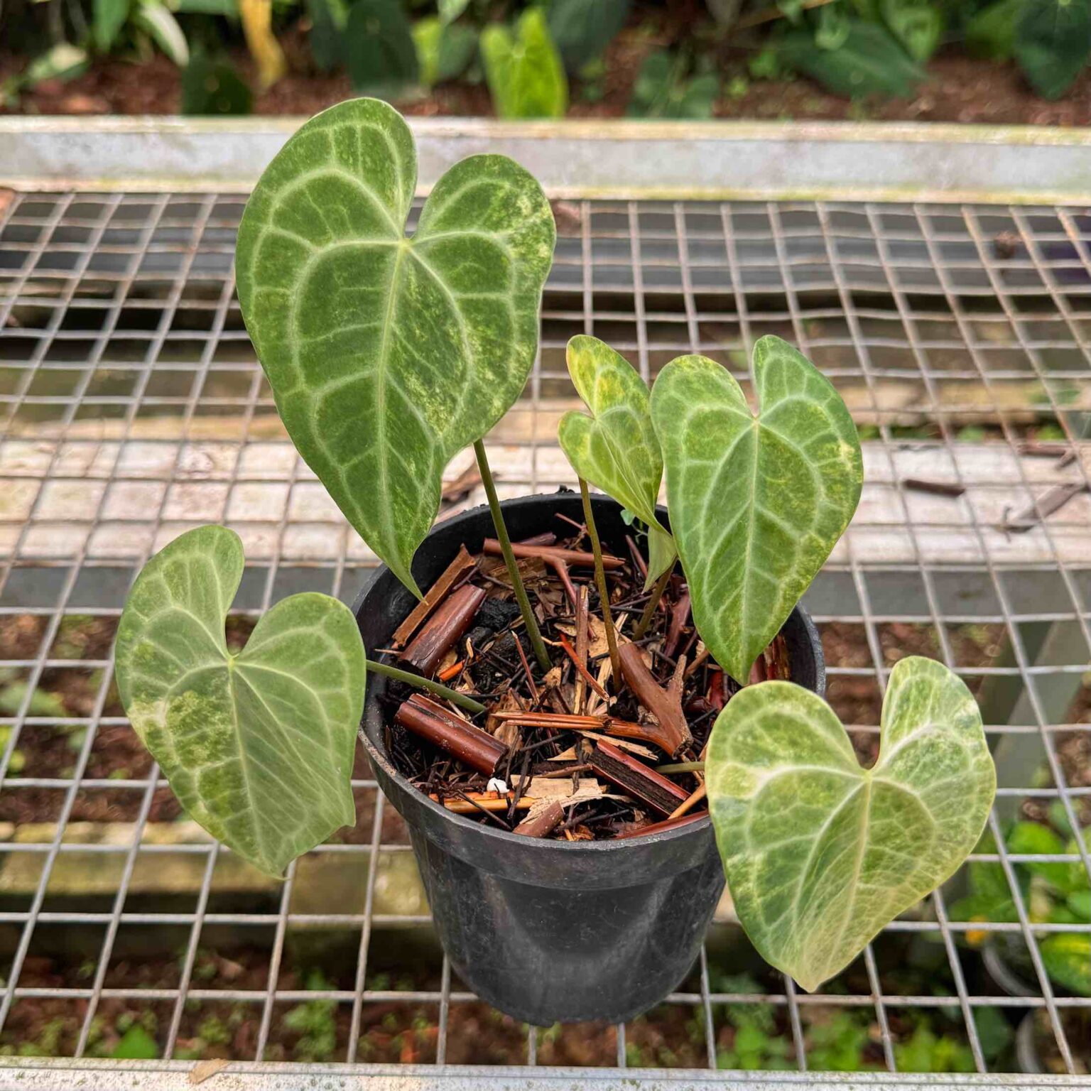 Anthurium Clarinervium King Variegated – Kamleplants.com