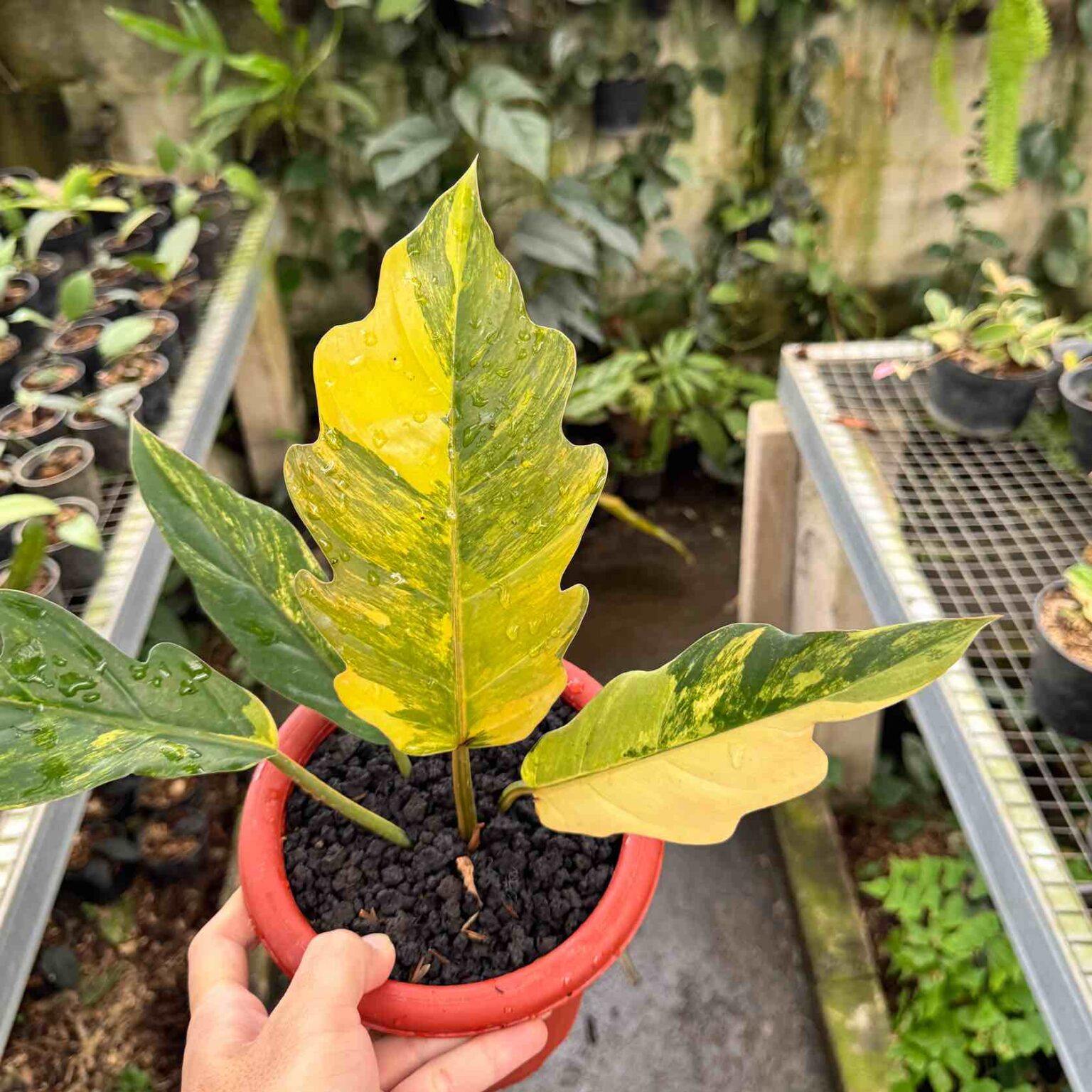 Philodendron Caramel Marble Variegated – Kamleplants.com