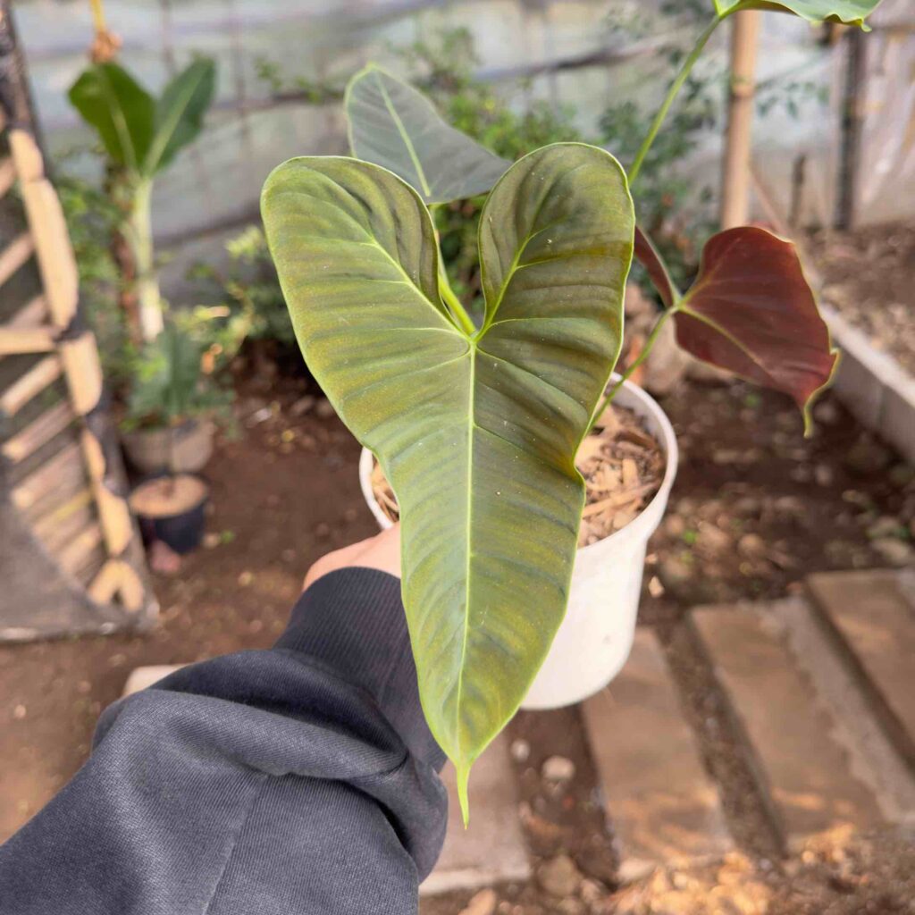 Philodendron Lupinum Mature – Kamleplants.com