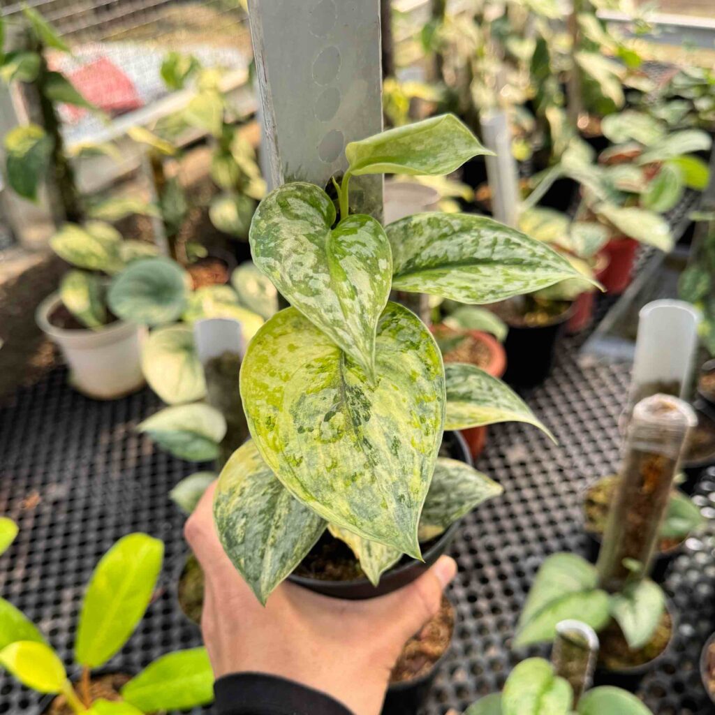 Scindapsus Geulis Variegated – Kamleplants.com